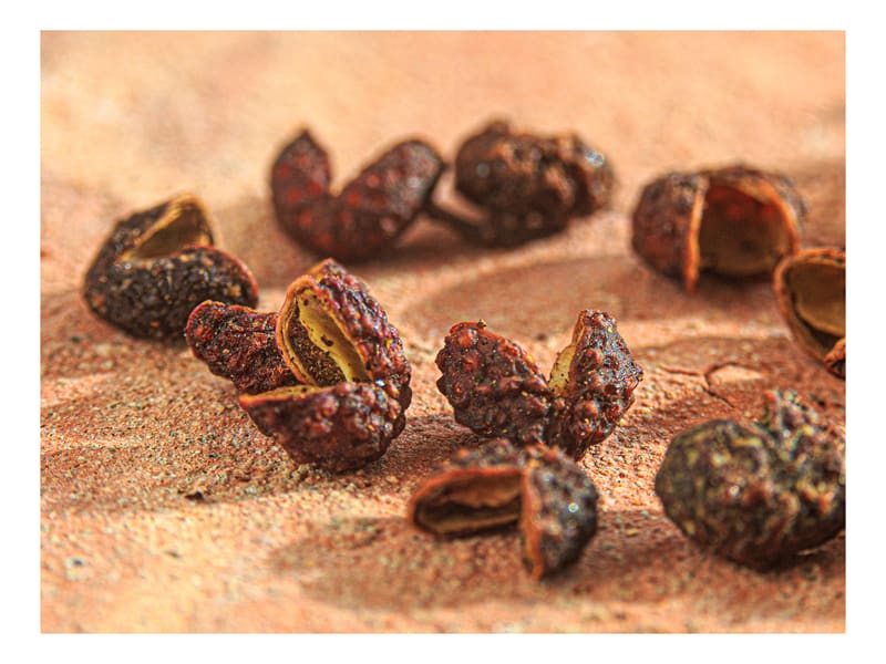 Organic Timut Pepper - 45g - Max Daumin - Meilleur du Chef