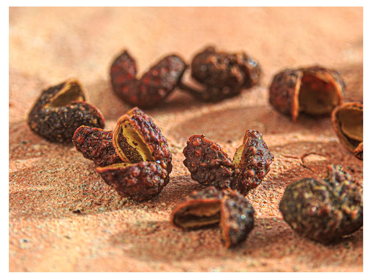 Organic Timut Pepper - 45g - Max Daumin - Meilleur du Chef